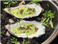 review of British restaurant Cycene in Shoreditch by Andy Hayler in ...